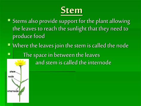 Plant Structure And Function Powerpoint Ppt