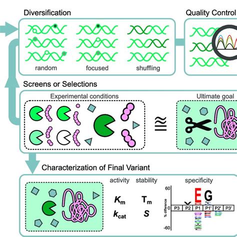 Protease Engineering Overview Download Scientific Diagram