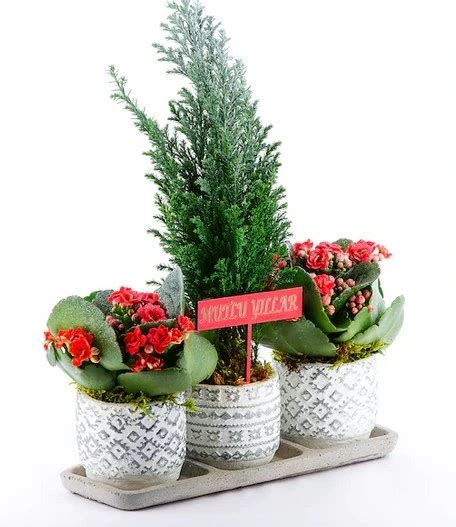 خرید و قیمت سری سه گانه ویژه الودی بونسای و کالانکوئهترکیه ترب