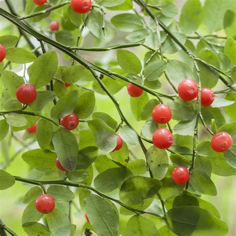 Red Huckleberry Red Whortleberry Red Bilberry Vaccinium Parvifolium