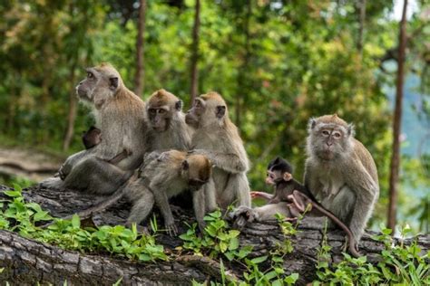 Crab Eating Macaque The Primate That Dives For Dinner