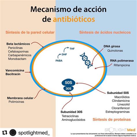Spotlightmed Mecanismo De Acción De Los Antibióticos