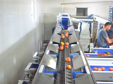 sorting sizing and grading line for toamtoes processing sorting