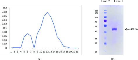 A Elution Pattern Of PM SBR On Sephadex G 200 Column Fractions 5 7