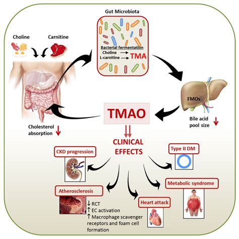 Toxins Free Full Text Trimethylamine N Oxide The Good The Bad And