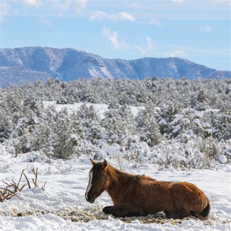 Nirvana Mustang Sanctuary