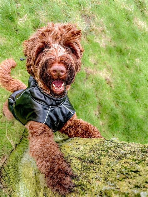 Elmo Appears To Be A Tree Hugging Hippie Im Fine With It Rlabradoodle
