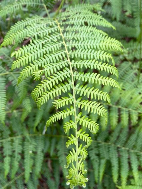 How To Grow Pteridium Aquilinum Earthone