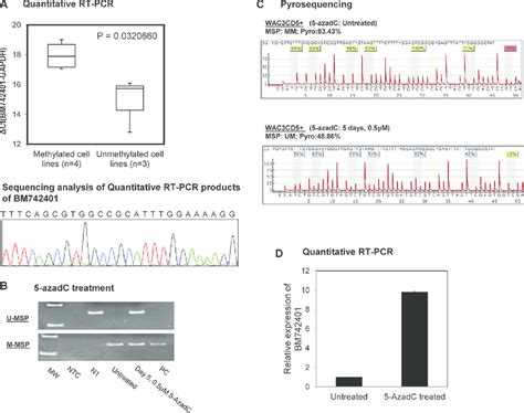 Methylation And Expression Of Bm742401 In Cll Cells A Quantitative Download Scientific