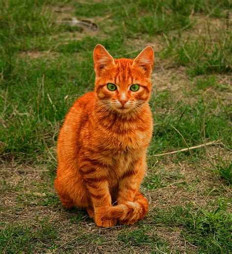 Real Firestar By I Sabaku No Gaara I On DeviantArt