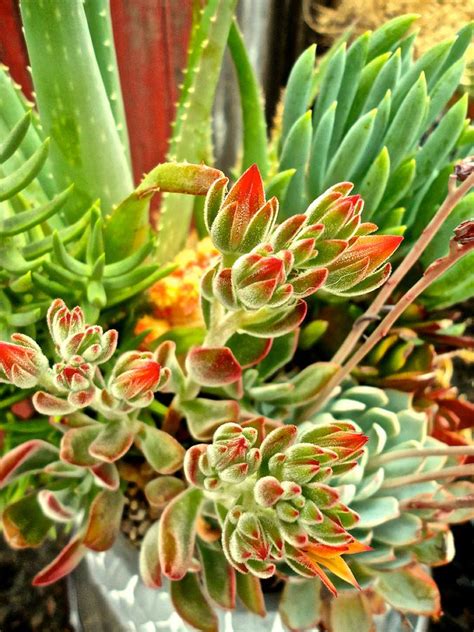 Soft Cactus Photograph By Traci Duffield Fine Art America