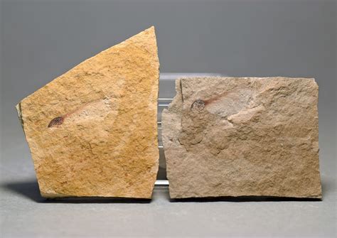 Two Fossil Seeds On Matrix Gondwana Fossils