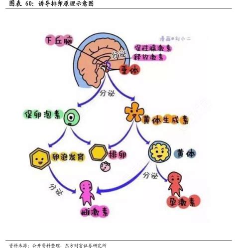 诱导排卵原理示意图 行行查 行业研究数据库