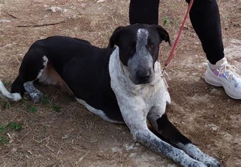 Il Cane Del Rifugio Trascorre Il Fine Settimana In Una Vera Casa Il