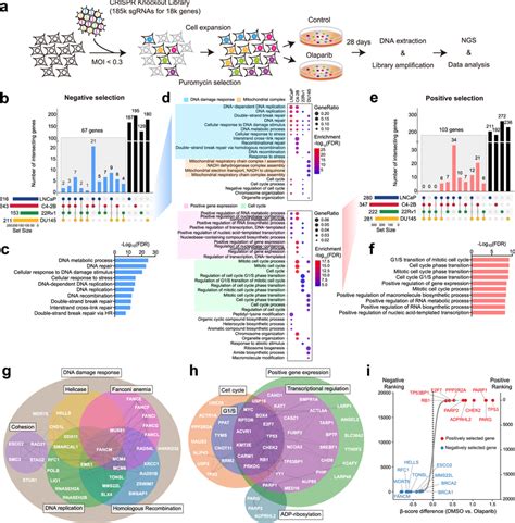 Crispr Screens Identify Genes That Modulate Parpi Response In Pca
