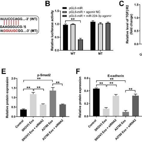 Exosomal Lncrna Atb Derived From Ovarian Cancer Cells Promotes The