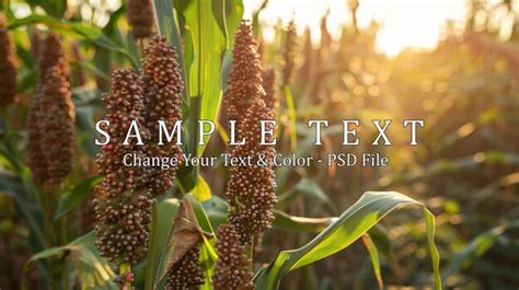Sorghum Harvesting Psd High Quality Free Psd Templates For Download