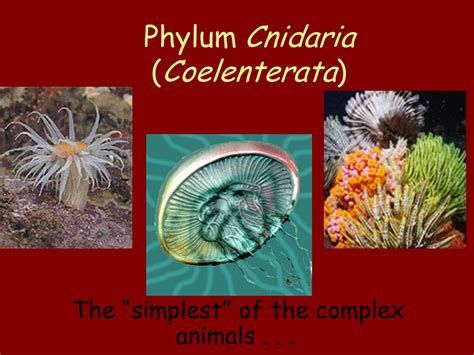 Examples Of Coelenterates