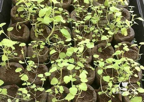 How To Grow Catnip From Seed Without A Green Thumb