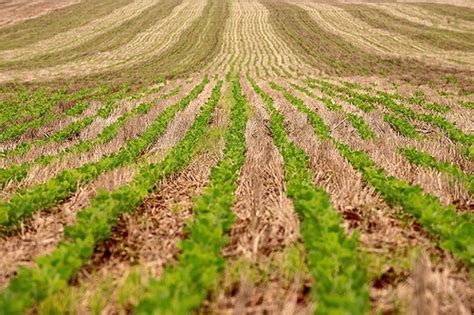 Avança Protocolo Para Atestar A Sustentabilidade Da Produção De Soja