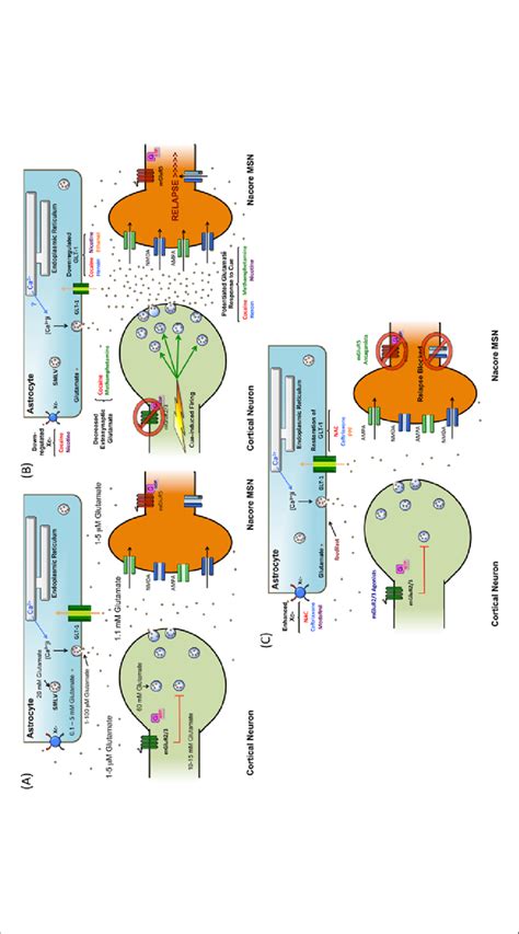 A Naive Nacore Synapse Shown Here Is A Schematic Of A Tripartite