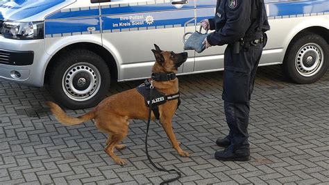 Polizeihund Gero findet über ein Kilo Kokain im Auto