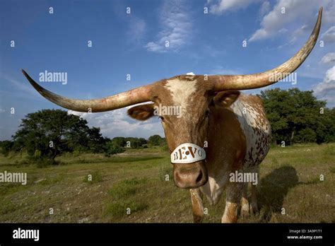 Oct 09 2006 Austin Tx Usa Bevo Xiii The Most Successful And