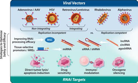 Optimal Delivery Of Rna Interference By Viral Vectors For Cancer