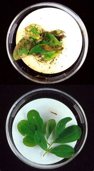 Bacillus Thuringiensis Bactéria Infoescola