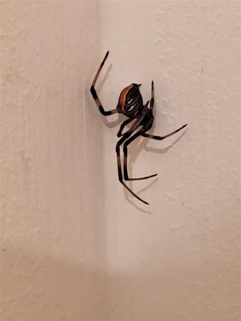 Red Back Spider