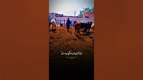 گاے کے بچھڑے Youtube