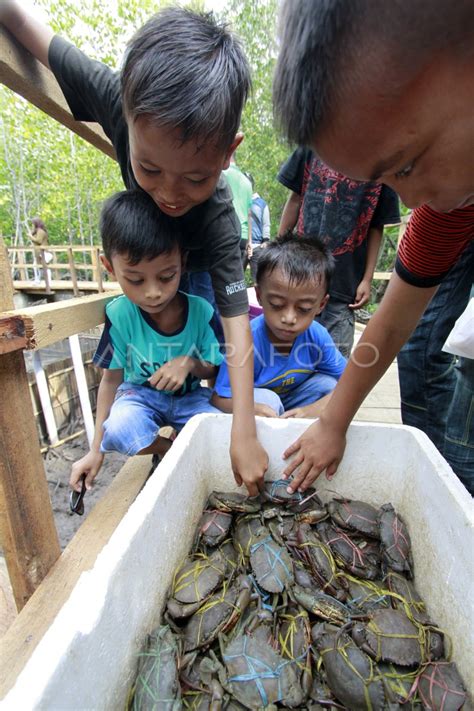 WISATA BUDIDAYA KEPITING BAKAU ANTARA Foto