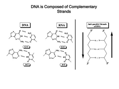 DNA Structure Complementary Strands Topology
