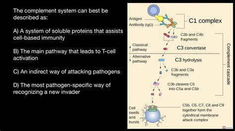 Immunology Complement System Youtube