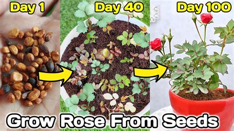 How To Grow Rose From Seeds Gulab Ko Beej Se Kaise Ugaye YouTube