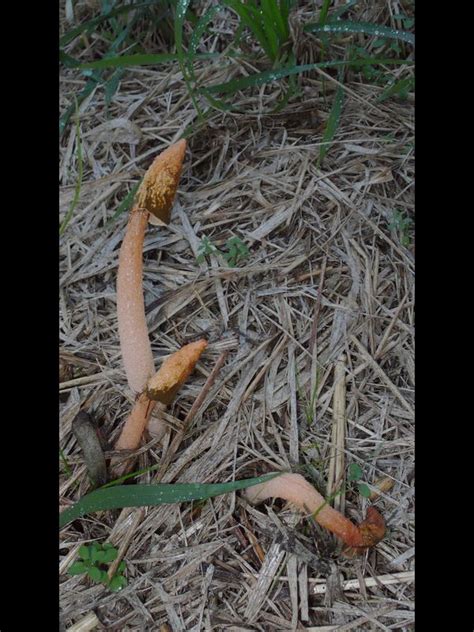 キツネノタイマツ 千葉北西部 周辺ぷち植物誌