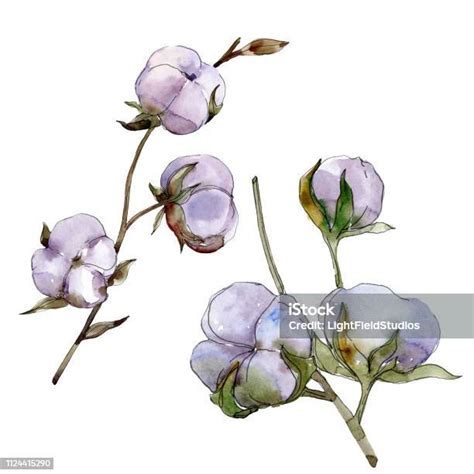 목화 꽃 식물 꽃입니다 야생 봄 잎 플라워 격리입니다 수채화 배경 그림 설정 합니다 수채화 그리기 패션 해당 격리입니다 그리기에
