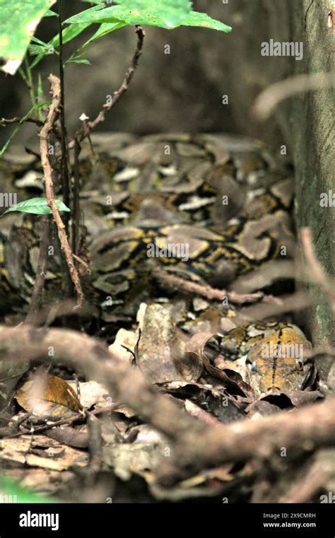 An Unidentified Python Is Visible On The Ground As It Is Hiding