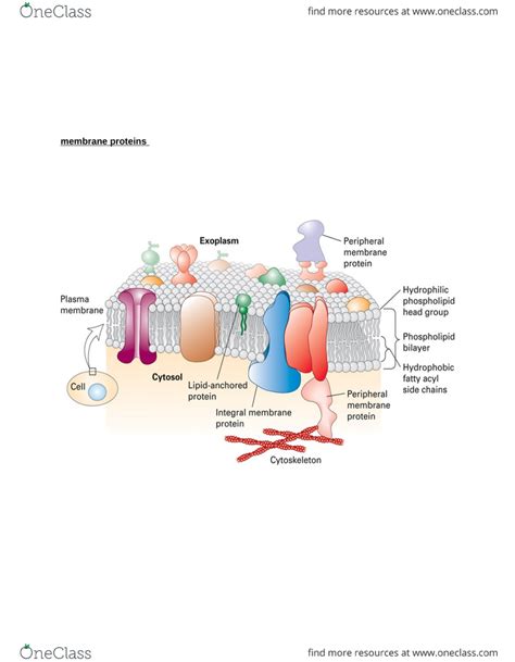 Lipid Linked Proteins