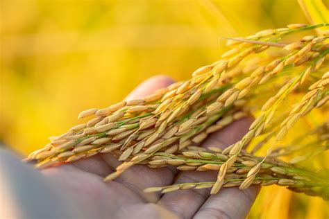 Disease Resistant Rice Developed Through Genome Editing We Know Rice