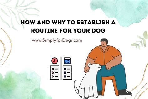 How And Why To Establish A Routine For Your Dog Is It Necessary