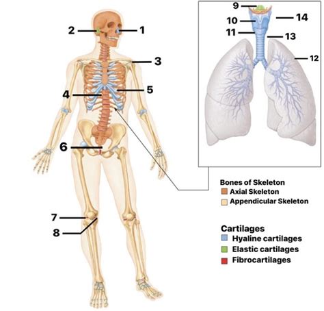 Ch 6 Bones Skeletal Tissue Flashcards Quizlet