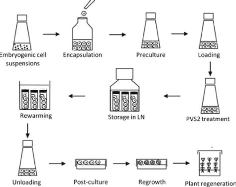 A Fl Owchart Of Cryopreservation Of Embryogenic Cell Suspensions By