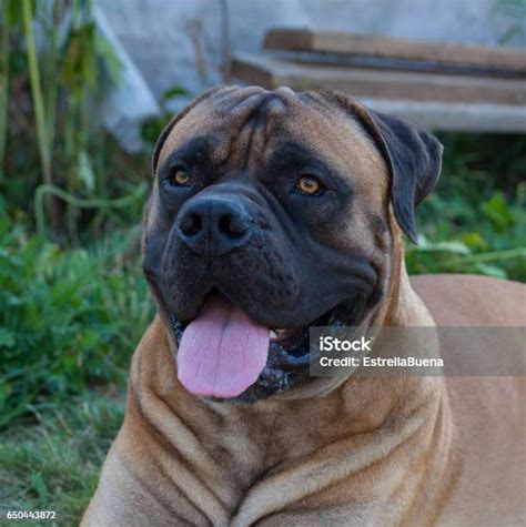 남아 프리 카 공화국 Boerboel 아름 다운 개 품종의 근접 촬영 초상화 남아 프리 카 공화국 마스입니다 0명에 대한 스톡