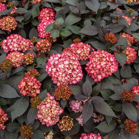 Hydrangea Macrophylla ‘bailmacseven Eclipse® Pp34544 Piedmont Carolina Nursery
