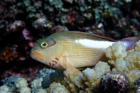 épervier Strié • Paracirrhites Arcatus • Fiche Poissons