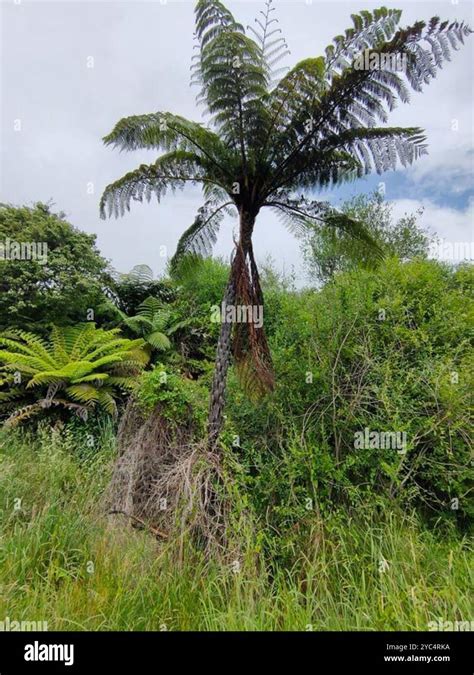 Black Tree Fern Cyathea Medullaris Plantae Stock Photo Alamy