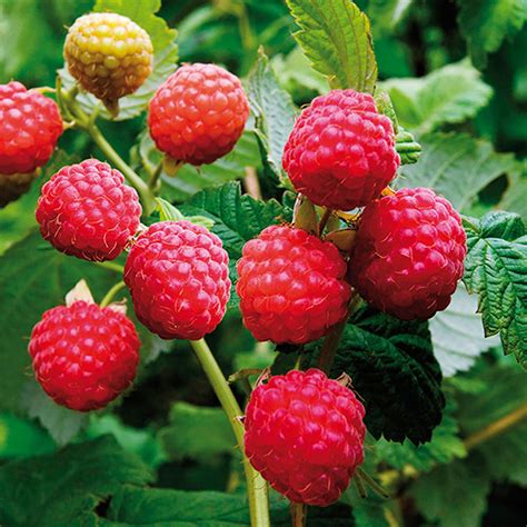 Raspberry Latham Red Plantcetera