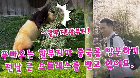 맙소사💥푸바오는 강바오님 할부지가 중국을 방문하기 전날 큰 스트레스를 받고 있어요😡무슨일일까요첨 들어보는 푸바오 소리ㅠ Youtube