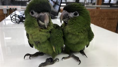 コミドリコンゴウインコ アニマル バード＆アニマルプロショップテイクオフ